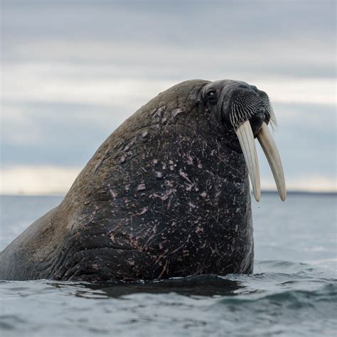 Walrus Adaptations Walrus 2015 Marine Animal Predictions