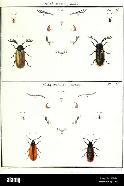 Entomologie Ou Histoire Naturelle Des Insectes Paris Imp Baudouin