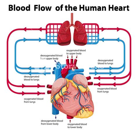 Heart Blood Flow Diagram Exatin Info