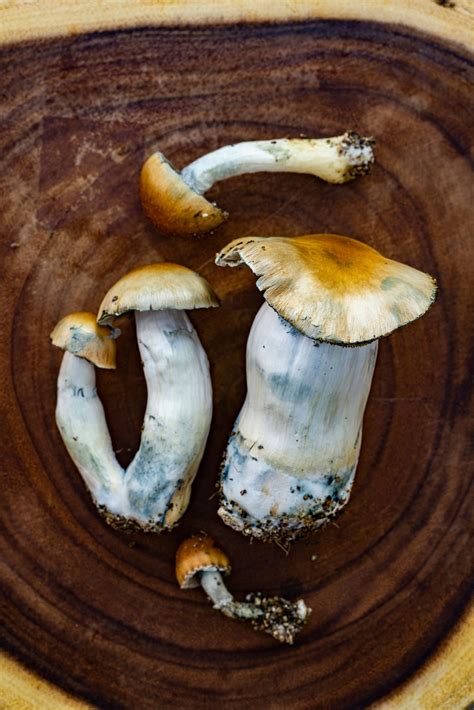 Can Microdosing Psychedelics Boost Mental Health Heres What The