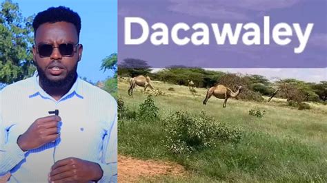 Deg Deg Dagaal Culus Oo Ka Bilowday Deengaanka Dawacleey