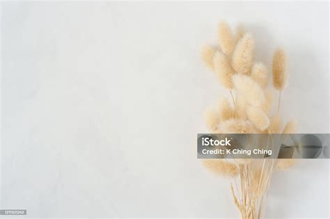 흰색 으로 칠해진 배경에 천연 말린 토끼의 꼬리 잔디 꽃다발 말린 식물에 대한 스톡 사진 및 기타 이미지 말린 식물 벽 풀 벼과 Istock
