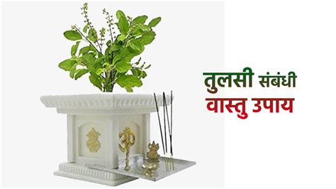 How To Remove Dried Basil Plant Sukhi Tulsi Ka Hatane Ke Niyam Tulsi