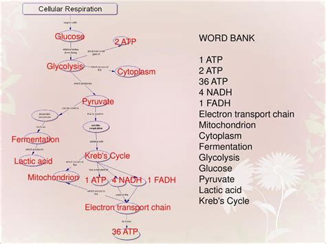 The Best 10 Cellular Respiration Concept Map