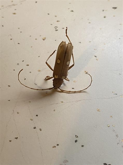 Random Bug I Found What Is It Rwhatsthisbug