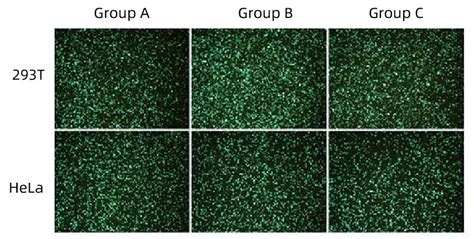 생화학 시약 Abclonal