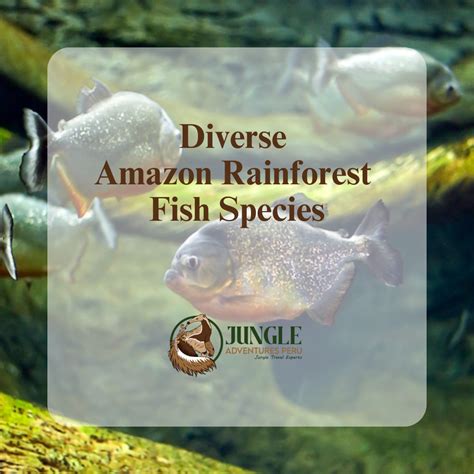 Diverse Amazon Rainforest Fish Species Jungle Adventures Peru