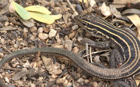 Desert Grassland Whiptail Lizard Facts And Pictures