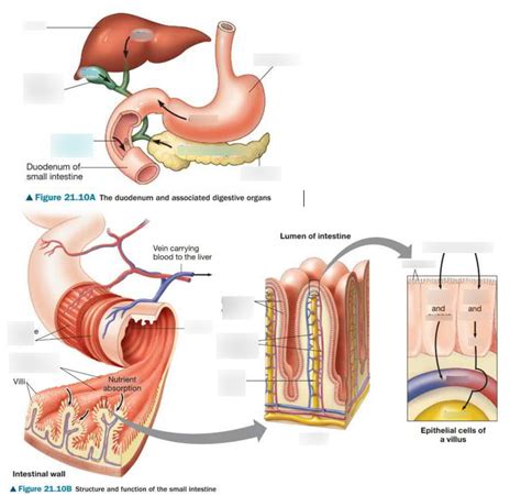 Structure And Function Of The Small Intestine 다이어그램 Quizlet