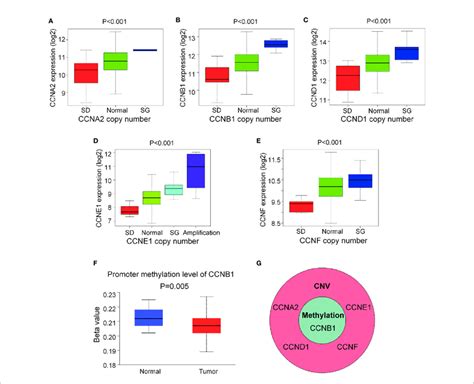 The Cnv And Dna Methylation Of The Six Cyclin Degs In Patients With