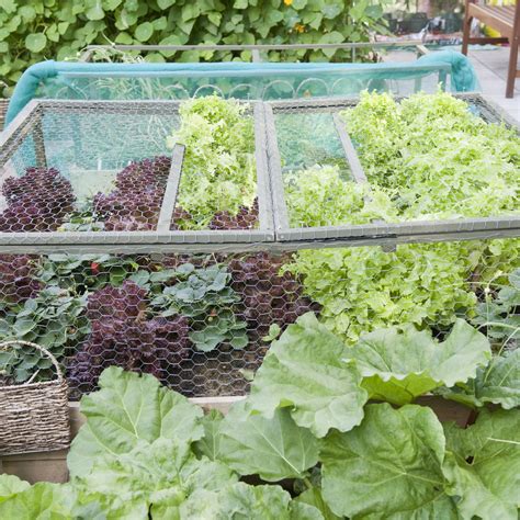 How To Put Up A Chicken Wire Garden Fence Garden Likes