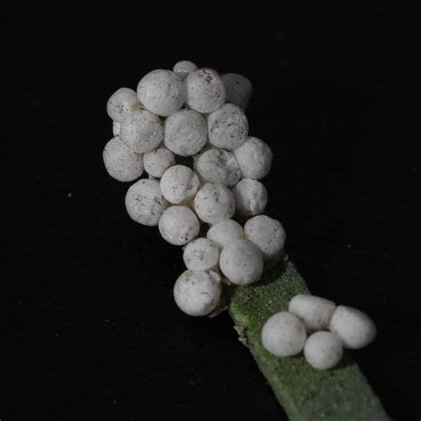 Slime Mold Or Tiny Fungus Rslimemolds