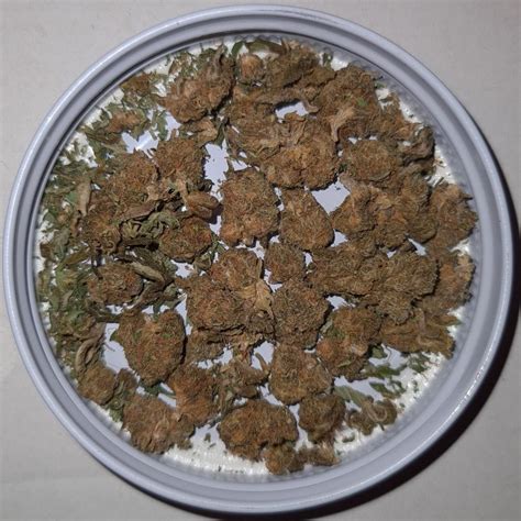 Pgr And Bud Rot Rausents