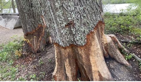Terriermans Daily Dose Beavers Girdling Trees