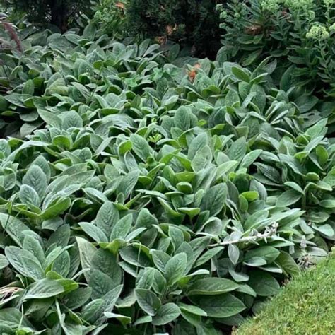 Is The Lambs Ear Plant Stachys Byzantina Edible