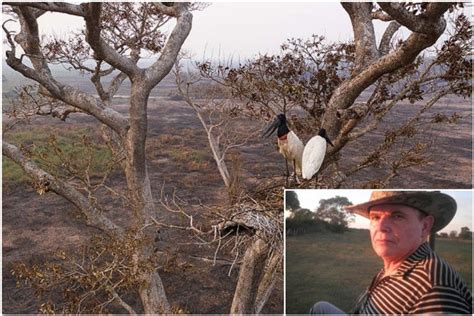 Poesia Pantanal Em Chamas Por Gerson Marques Camargo