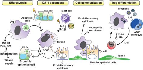 Frontiers Alveolar Macrophages In The Resolution Of Inflammation Tissue Repair And Tolerance