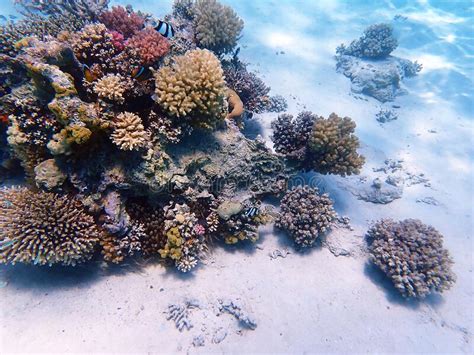 Underwater Dream Coral Reef Seascape Into The Red Sea Stock Image