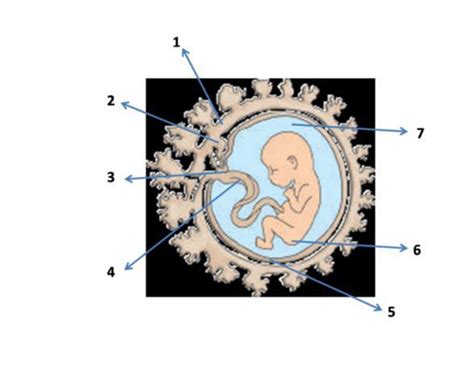 Розгляньте стадію плідного періоду людини на 4 5 му місяці вагітності Зіставте позначені