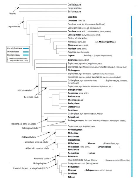 1 Phylogeny Of Fabaceae Compiled As A Supertree Based On Genetic Data Download Scientific Diagram