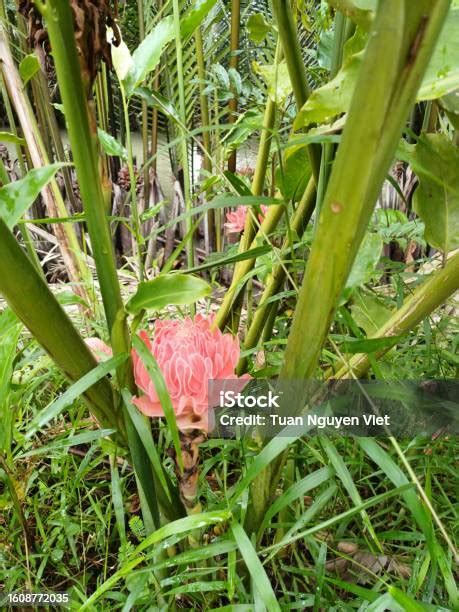 Bunga Lily Jahe Merah Atau Etlingera Elatio Di Kebun Provinsi Vinh Long Delta Mekong Vietnam