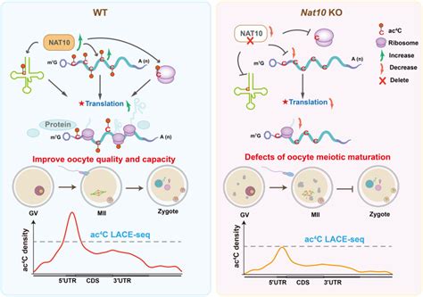 Nat10 Mediated Mrna N4 Acetylation Is Essential For The Translational