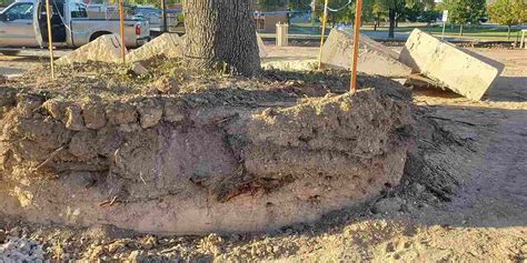 How To Stop Tree Root Sprouts From Growing In The Lawn