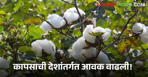 Weekly Cotton Market राज्यात कापसाची आवक स्थिर मागील आठवड्यात काय दर
