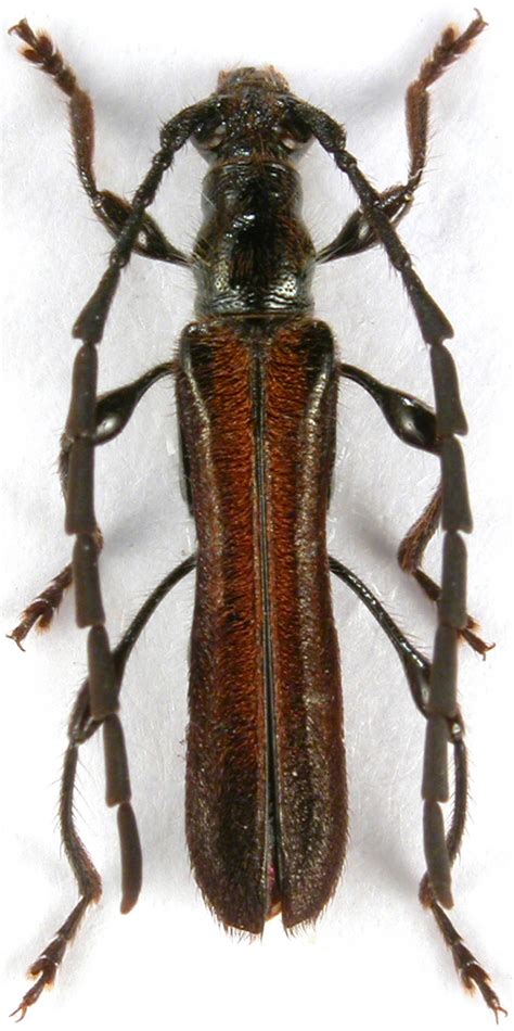 Cerambycidae Species Details