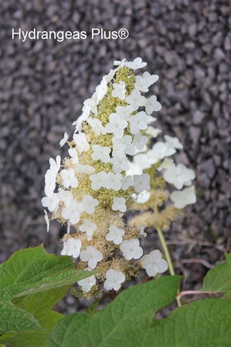 Quercifolia Hydrangeas Plus