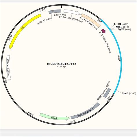 Pfuse Higg1e1 Fc2 哺乳细胞 抗体表达载体 人源 抗体表达质粒 真核质粒 产品展示 上海海吉浩格生物科技有限公司