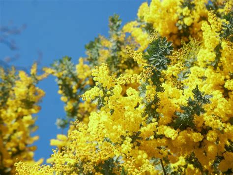 見頃の花散策マップ更新しましたギンヨウアカシア 福岡市植物園