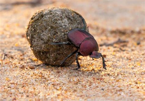 Beetle Symbolism 29 Spiritual Meanings Of Beetle