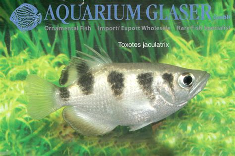Toxotes Jaculatrix Aquarium Glaser Gmbh