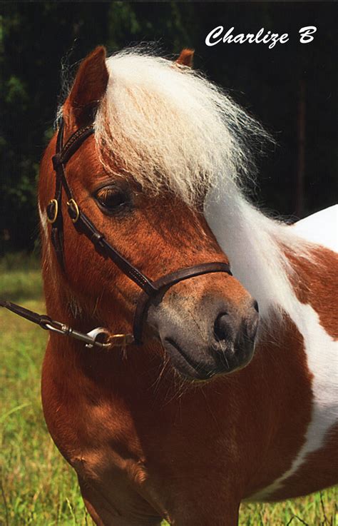 Index [ Mini Shetland De]