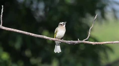 白頭鵯 Chinese Bulbul YouTube