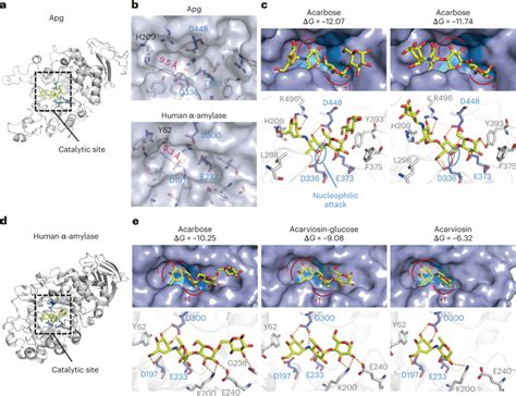 Molecular Modelling Of The Interaction Between Acarbose And Apghuman