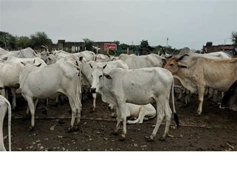 सावधान मध्य प्रदेश में भी आ गया लम्पी वायरस मंदसौर में 2 गायों की मौत