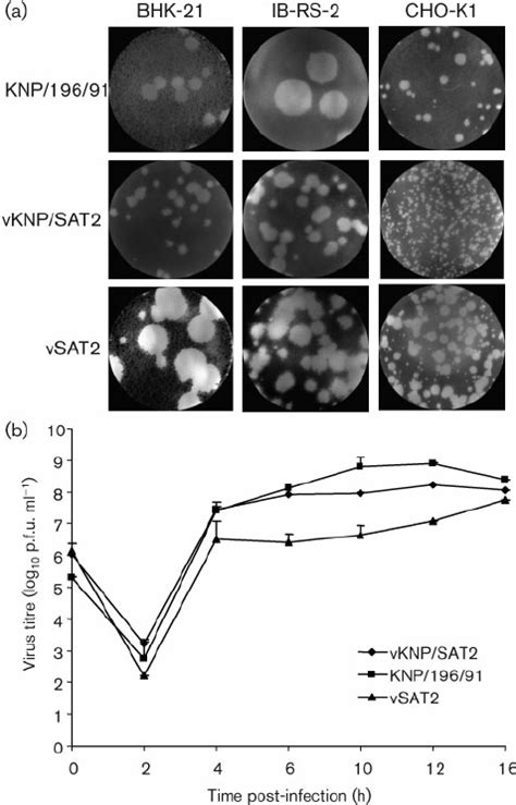 A Fmdv Replication In Bhk 21 Ib Rs 2 And Cho K1 Cell Cultures