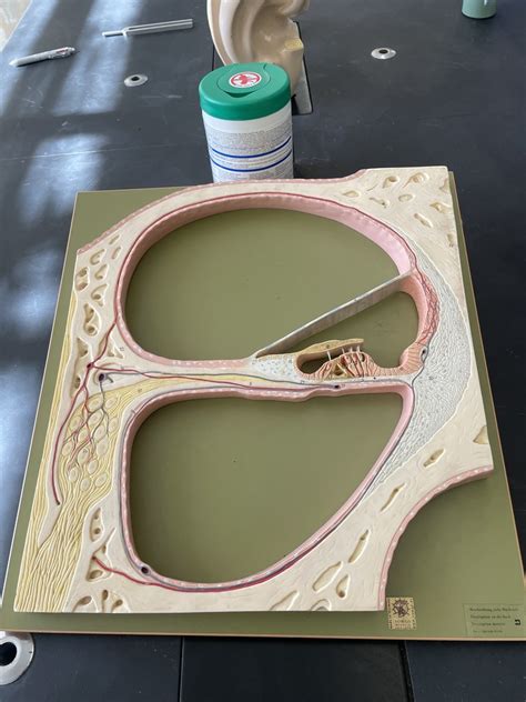 Cross Section Of Cochlea Diagram Quizlet