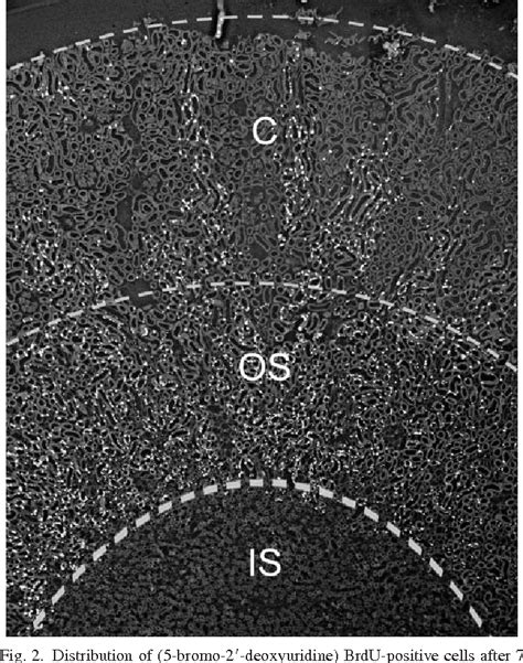 Figure 2 From Proximal Tubular Epithelial Cells Are Generated By