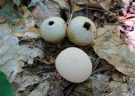 Lycoperdon Perlatum At Indiana Mushrooms