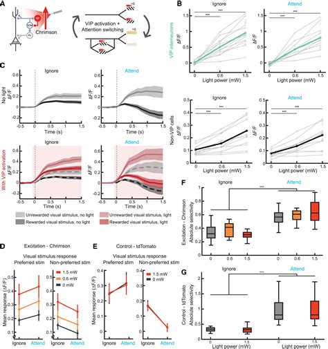 Disinhibition By Vip Interneurons Is Orthogonal To Cross Modal