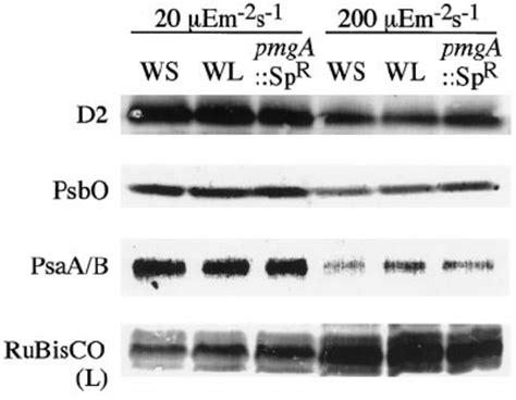 Immunoblotting Of Polypeptides Of The Wild Type Ws And Pmga Mutants