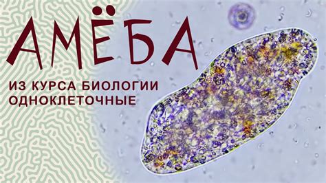 Биология Амеба обыкновенная амеба протей Amoeba Youtube