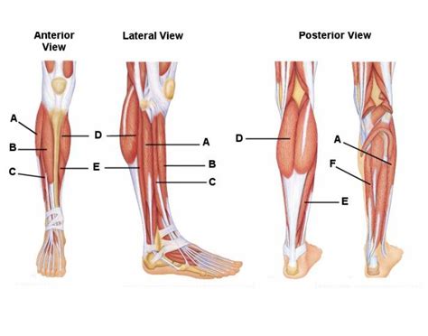 Leg And Foot Musclesarteries And Veins Diagram Quizlet