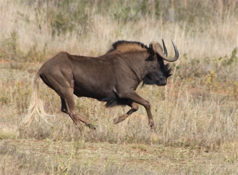 Wildebeest | Photo taken at Kliprivier Nature Reserve, Johan… | Flickr