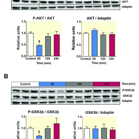 Western Blot Analysis Of The Phosphorylation Status Of The Enzymes Akt