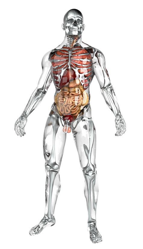 Anatomy On Behance