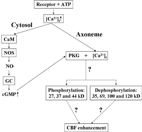 Molecular Events Underlying Atp Induced Cbf Enhancement Via
